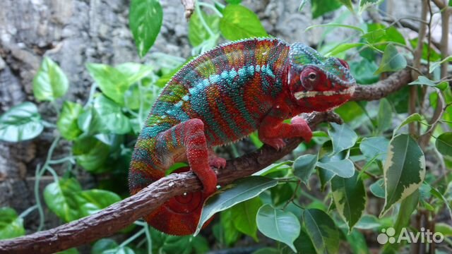 Пантеровый хамелеон, 1,5 месяца