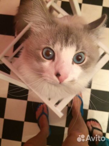 Кот Леонардо
