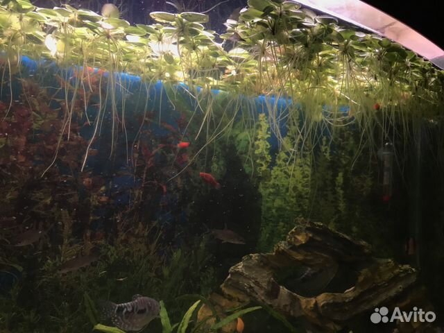 Водоросли верхоплавки