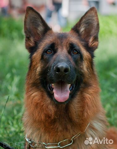 Элитные щенки немецкой овчарки