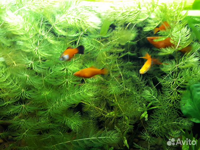 Меченосцы молодёж