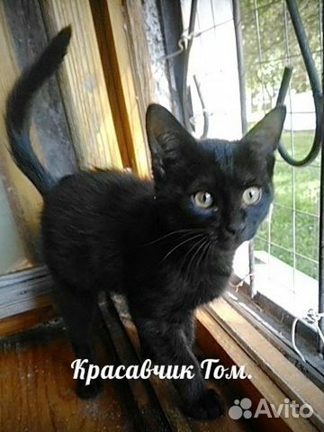 Черный котик 3-3,5 месяца