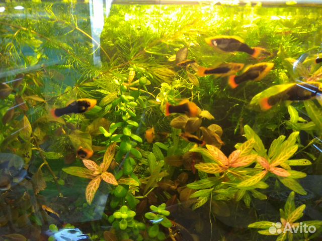 Черные пецилии