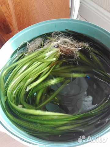 Валиснерия гигантская