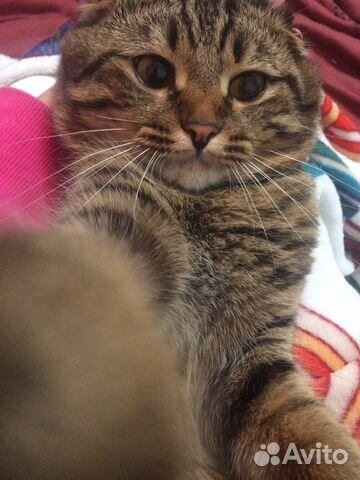 Шотландский кот