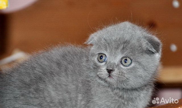 Щотландская вислоухая и с прямыми ушками - кошечки