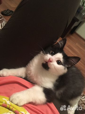 Пушистик ищет семью