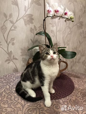 Котёнок Тигруша