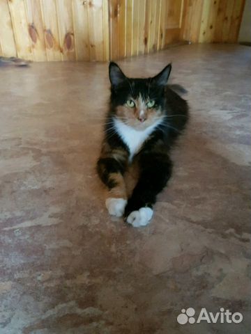 Котятки