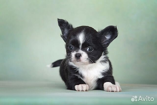 Щенки чихуа черный, рыжий, палевый, шоколад, крем