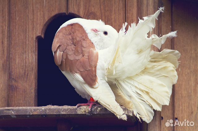 Продам голубей и других птиц