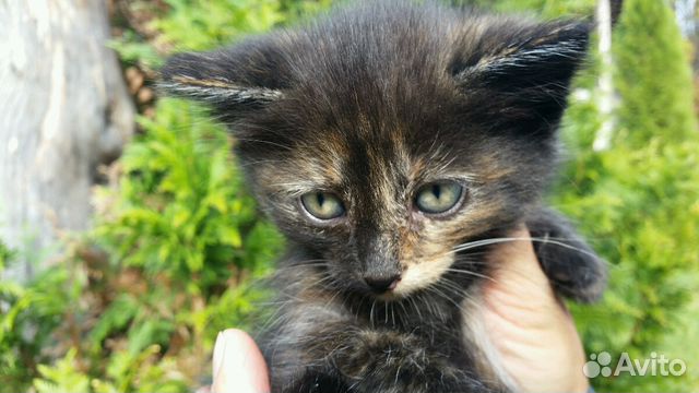 Котята, 1.5 мес