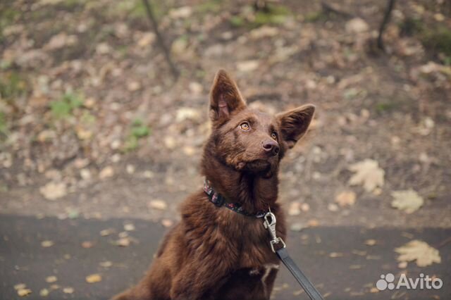 Алиса в стране Чудес