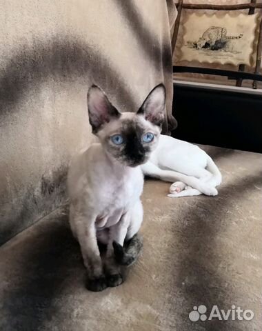 Кошечка девон- рекс