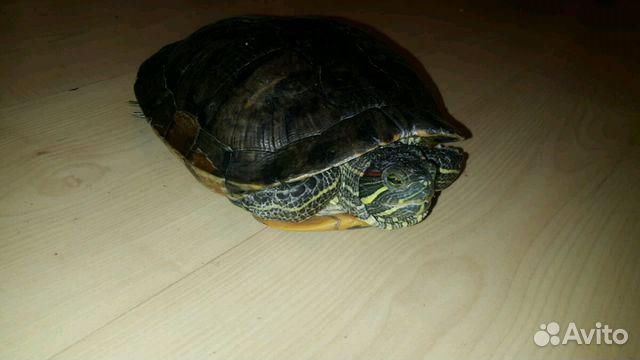 Отдам красноухую черепаху в хорошие руки