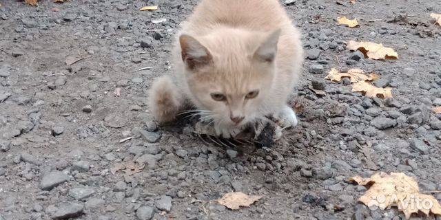 Добрые души разбирайте котят)