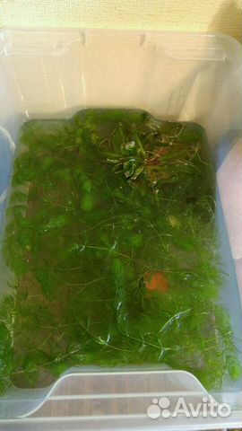 Аквариумные растения. Эхинодорус, валлиснерия, рог