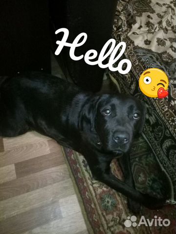 Лабрадор ретривер девочка 3 года
