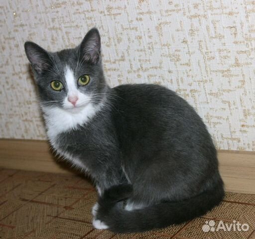 Изя -Изабель ищет дом