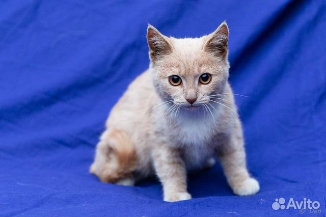 Отдам котенка Лемуру в дар