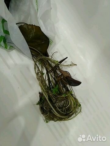 Аквариумная кувшинка