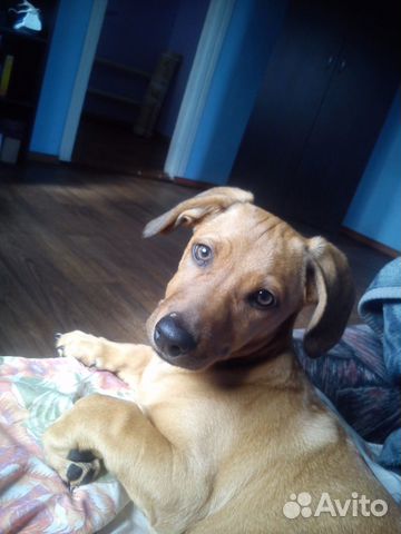 Отдадим в хорошие руки