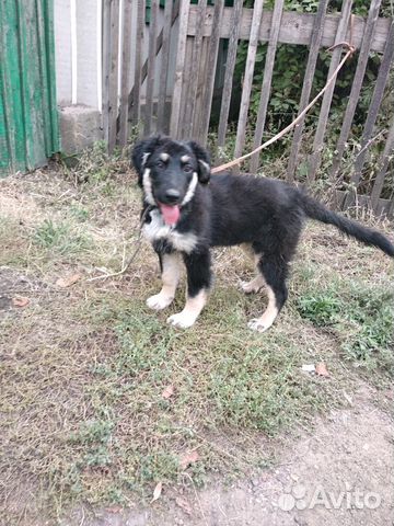 Собака-охраняка