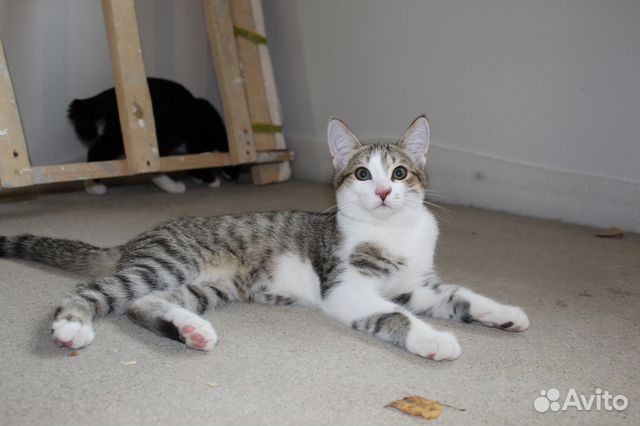 Красивые котятки котята котенок в дар
