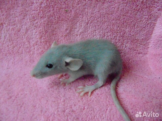 Крысы, крысята - малышня + клетки, гамаки