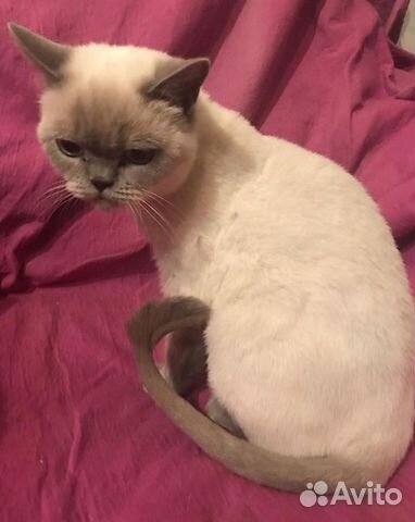 Кошечка Лола в добрые ручки