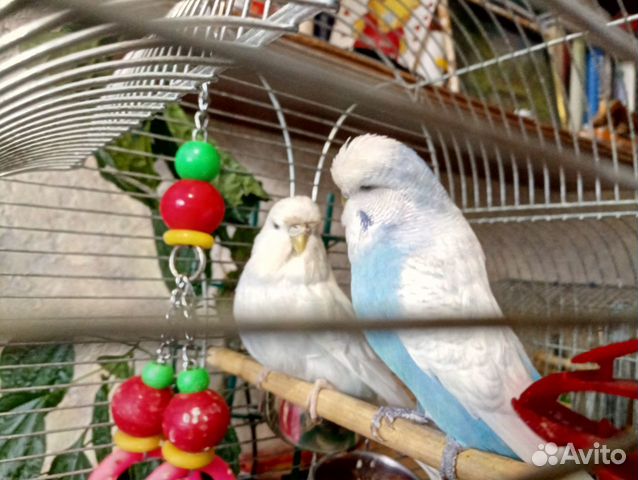 Волнистые попугаи чехи