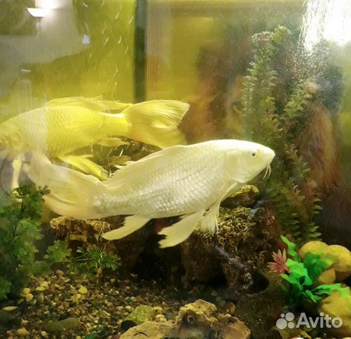 Карп Кои вуалевый