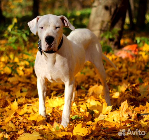 Аргентинский дог Ясмин