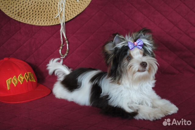 Биро мальчик Кенди