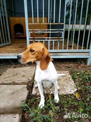 Выжлята эстонской гончей