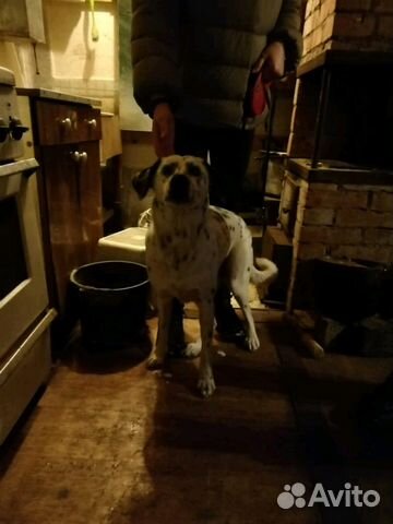 Чья потеряшка