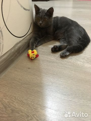 Британский котёнок