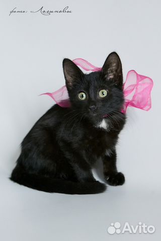 Котёнок,девочка 2 месяца,очаровашка