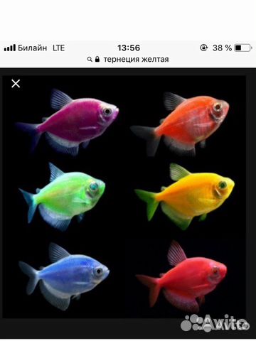 Рыба Теренция пурпурная и салатовая