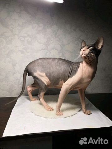 Котята Донского Сфинкса