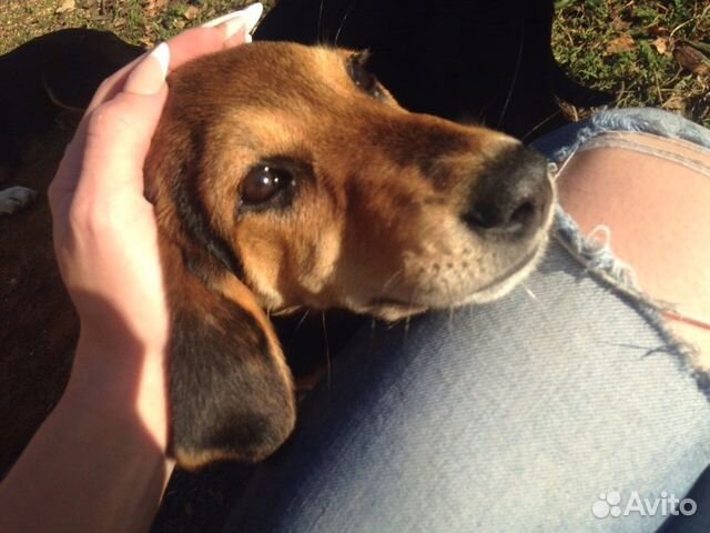 Метисы гончей в ответственные руки