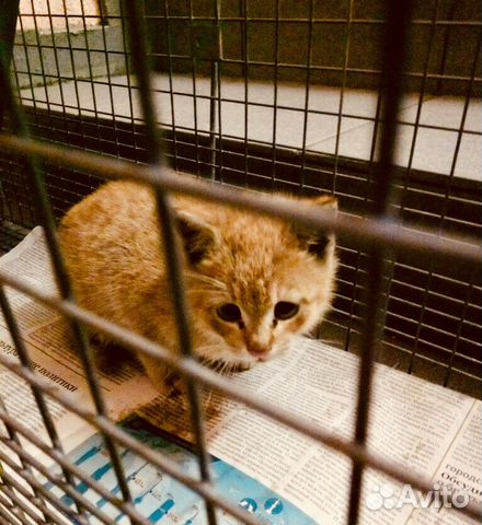 Рыжий плюшевый котик