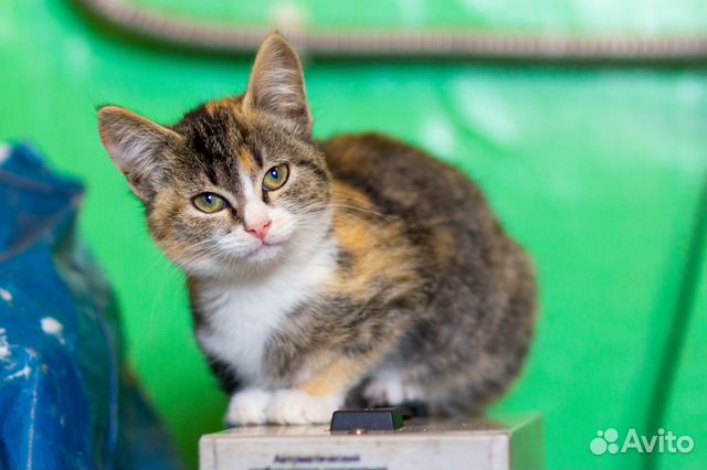 Очаровательные котята подростки в добрые руки