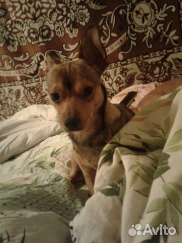 Мелкие сабачки