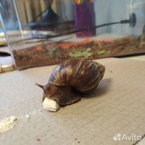 Отдам улиток Ахатин