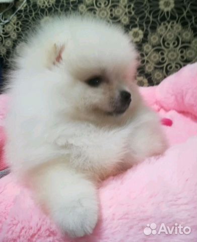 Белый медвежонок-ваша мечта