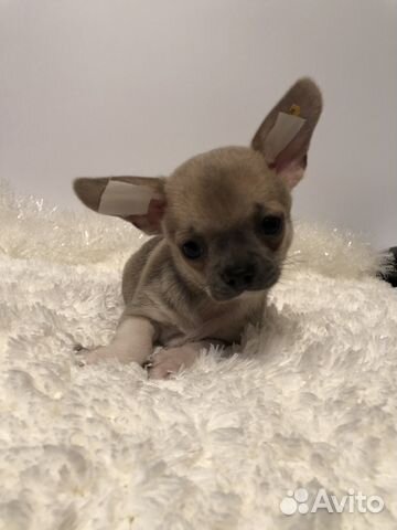 Чихуахуа мальчик