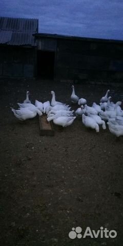 Бройлеры, гуси, индюки
