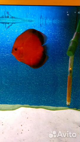 Дискус самец