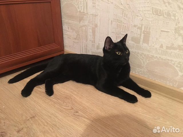 Русская голубая